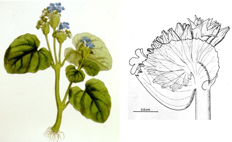 Exceptional Morphologies II | Gesneriad Reference Web