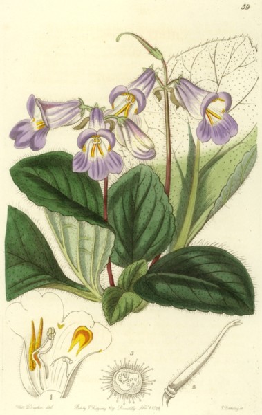 Flower Structure II | Gesneriad Reference Web