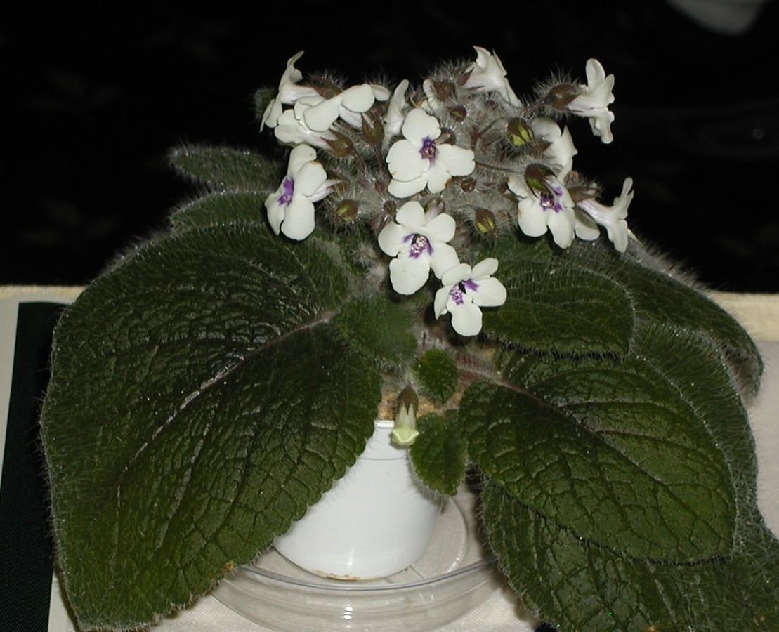 Sinningia | Genera | Gesneriad Reference Web