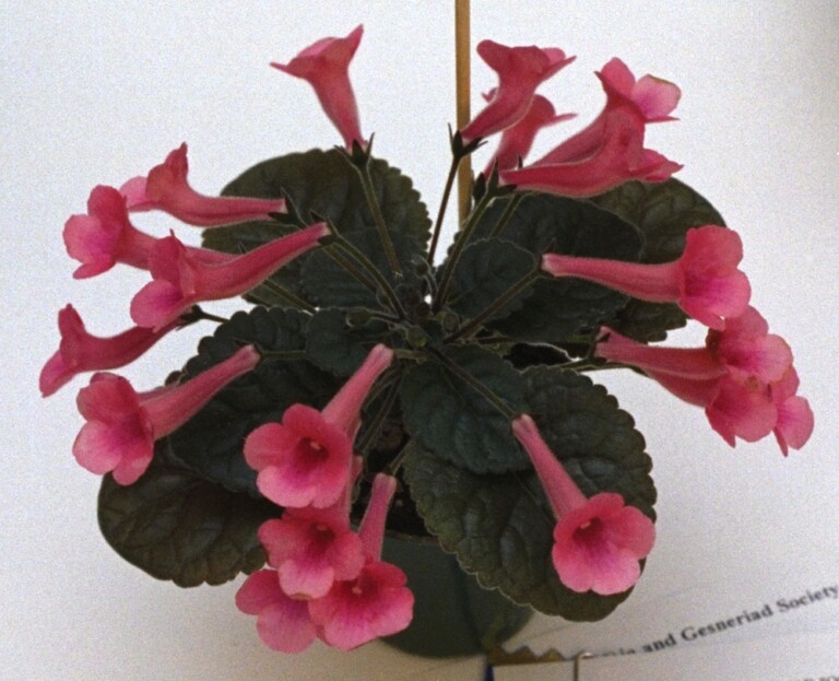 Sinningia | Genera | Gesneriad Reference Web