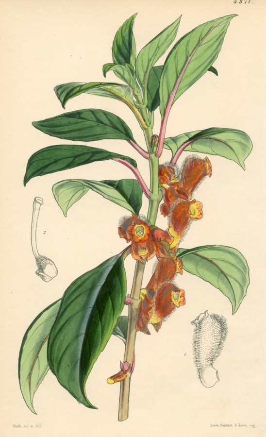 Alloplectus concolor | Gesneriad Reference Web