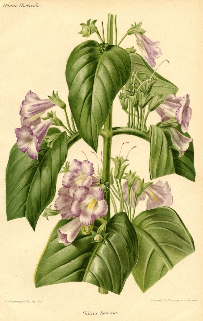 Chirita hamosa | Gesneriad Reference Web