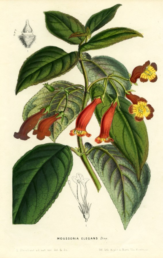 Moussonia elegans | Gesneriad Reference Web