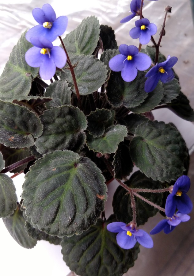 Genetic Studies of the African Violet Species | Gesneriad Reference Web