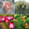 The Wonderful Gesneriads | Gesneriad Reference Web