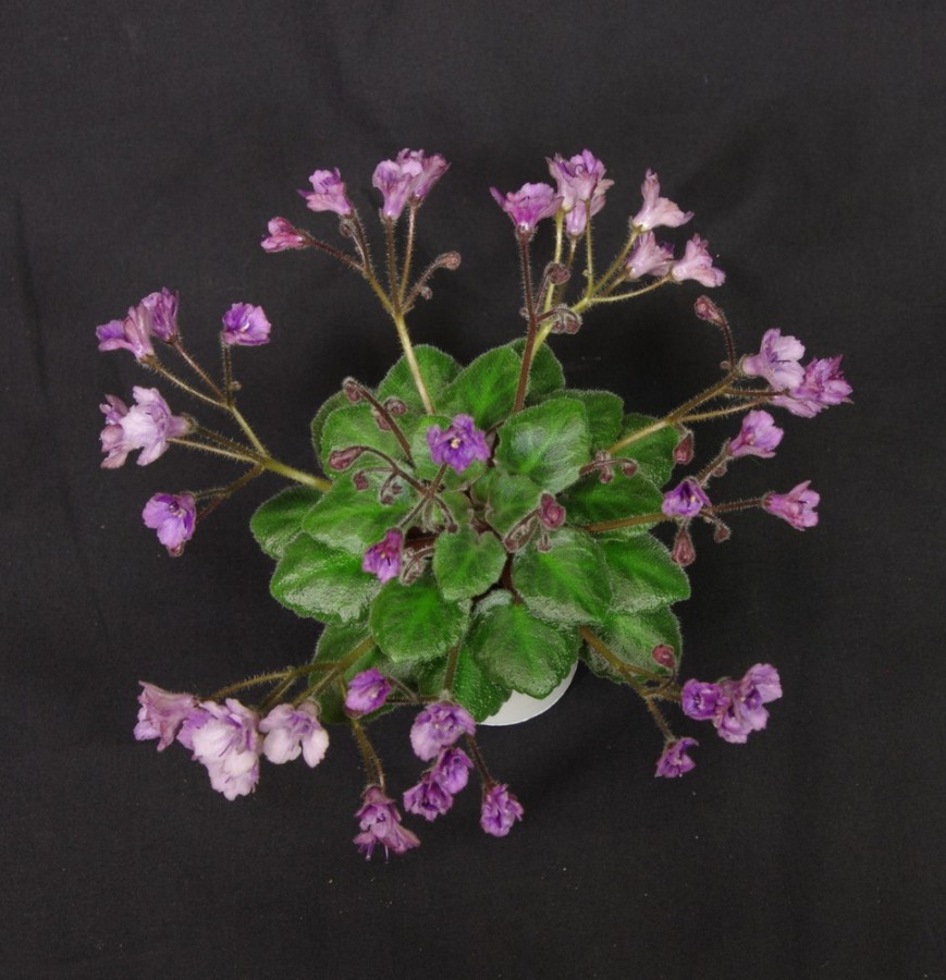 African Violets: Variety is Beautiful! | Gesneriad Reference Web