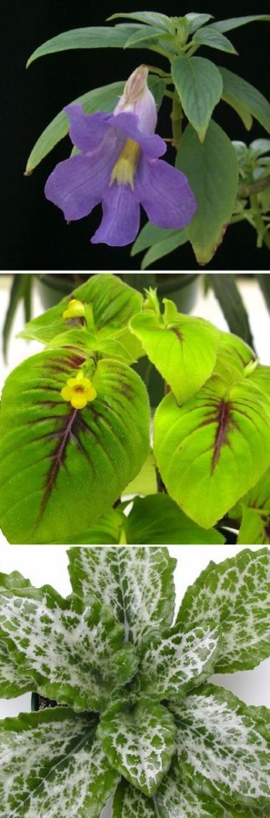 History | Gesneriad Reference Web