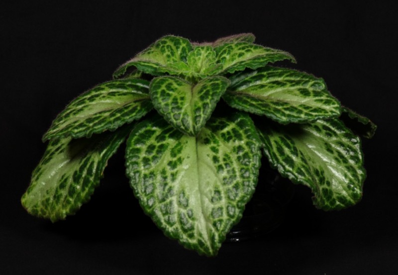 Primulina ‘Patina’ | Gesneriad Reference Web