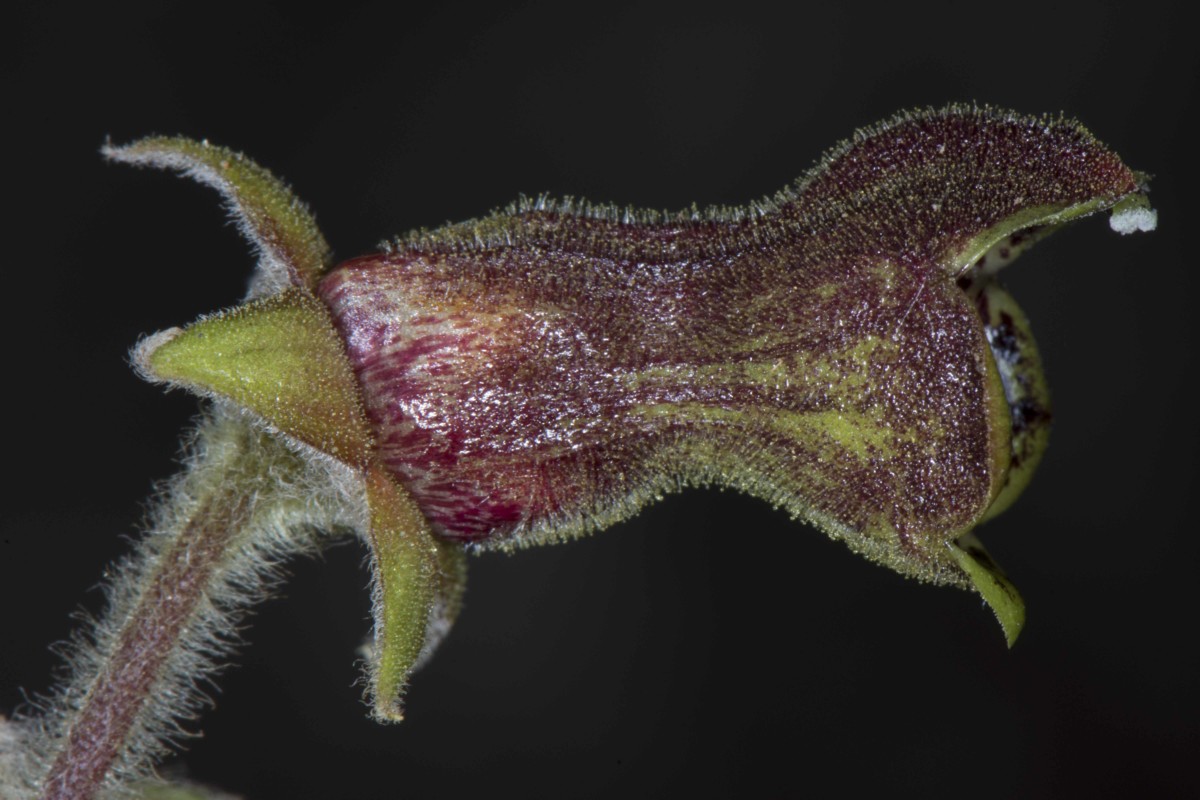 Rhytidophyllum acunae | Gesneriad Reference Web