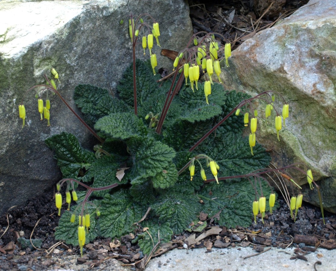 Oreocharis | Genera | Gesneriad Reference Web