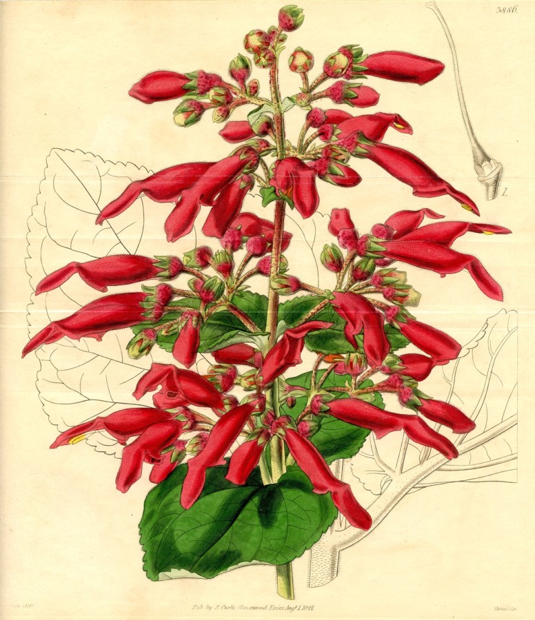 Discovery in Brazil and Introduction to England | Gesneriad Reference Web