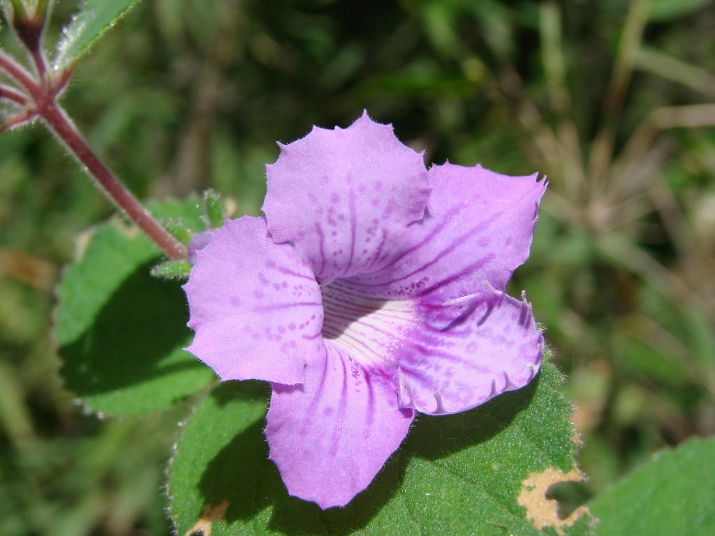 Mandirola multiflora | Gesneriad Reference Web