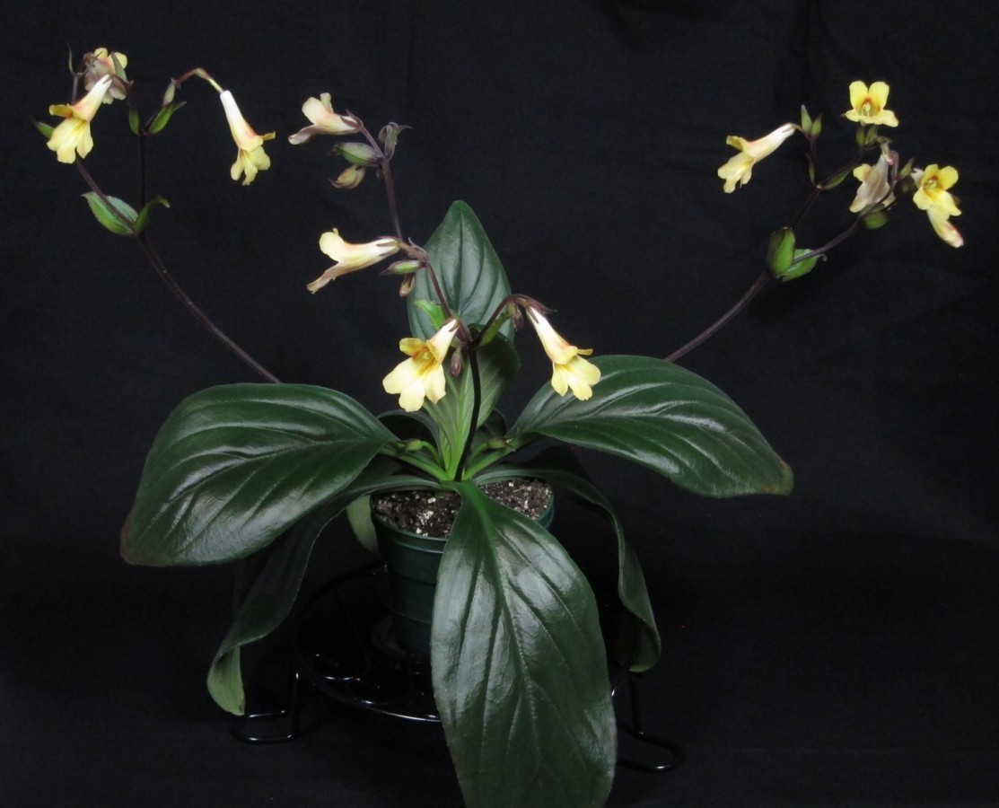 Primulina | Genera | Gesneriad Reference Web