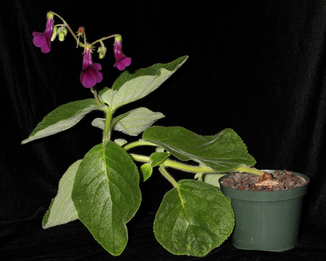 Sinningia | Genera | Gesneriad Reference Web