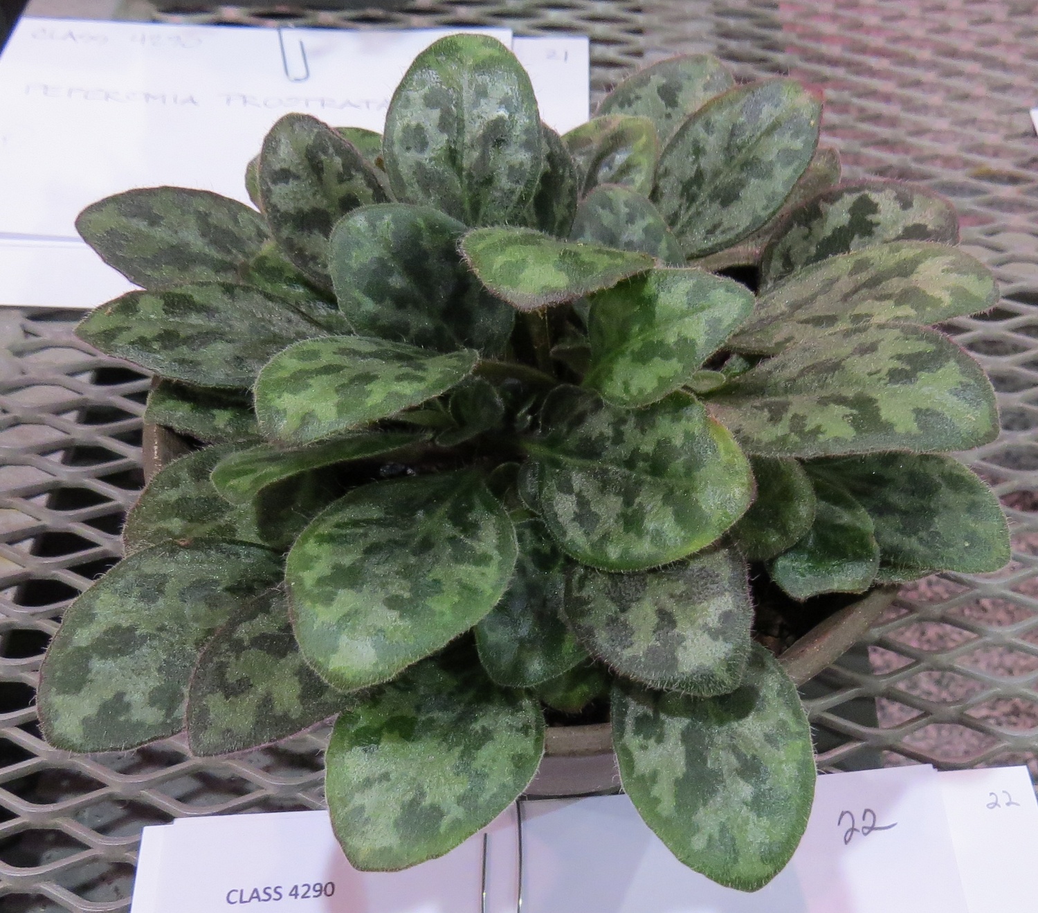 Primulina yungfuensis | Gesneriad Reference Web