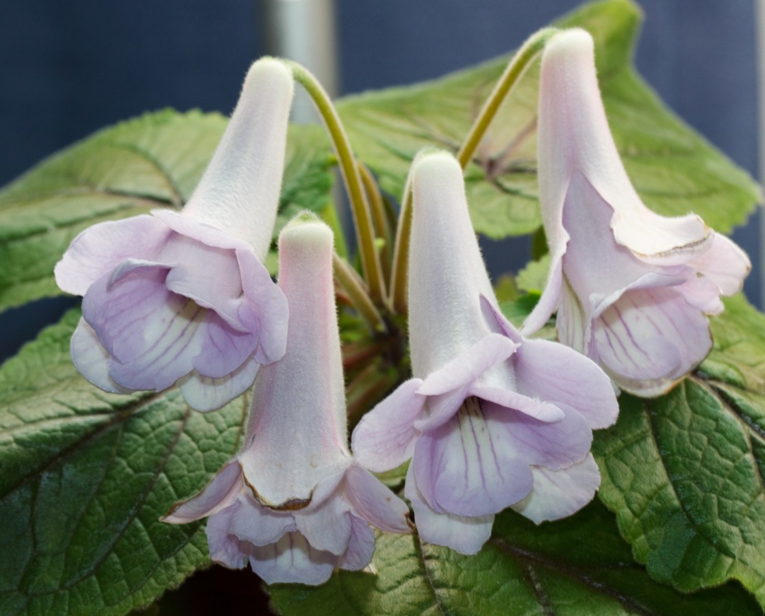 Sinningia | Genera | Gesneriad Reference Web