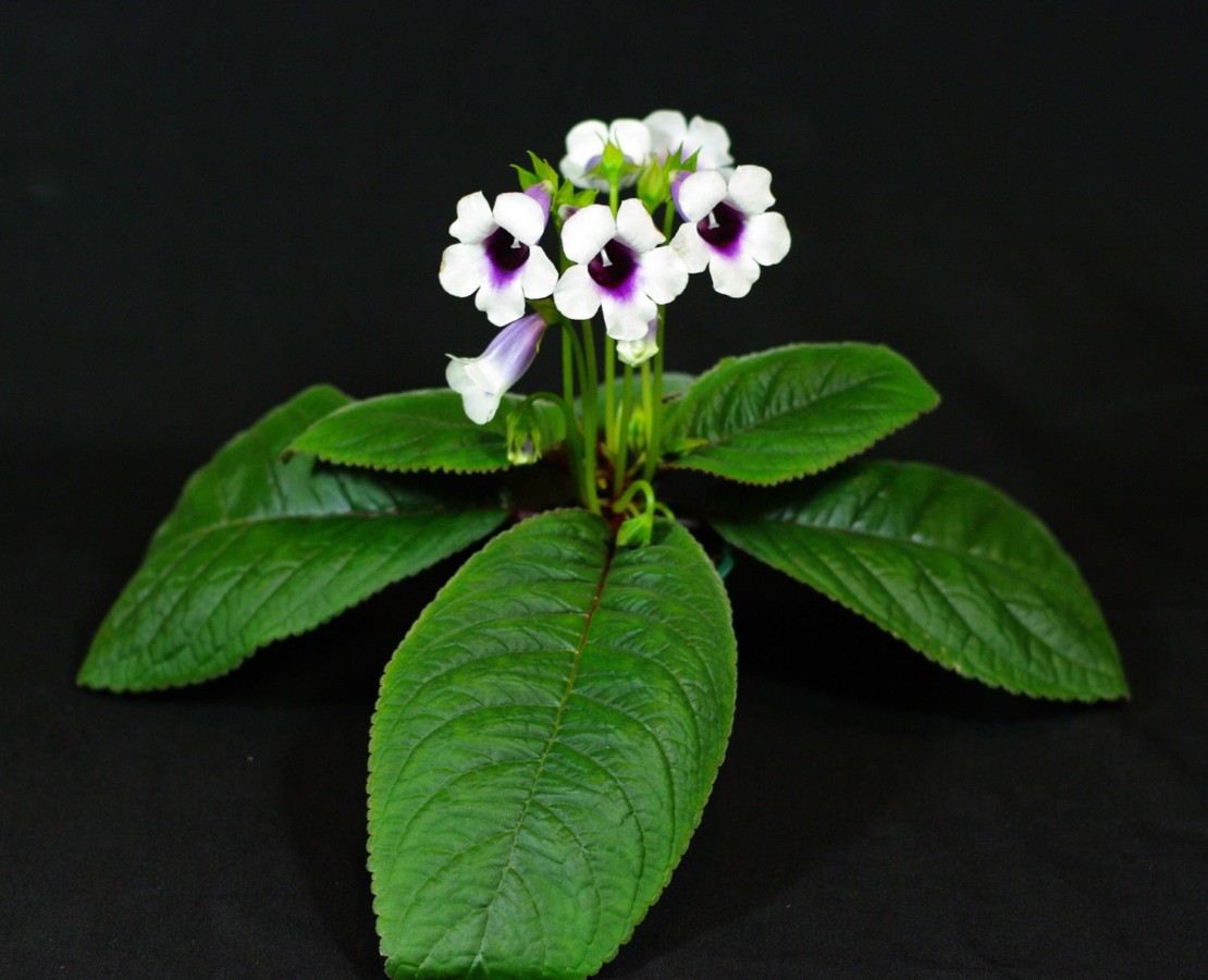 Sinningia | Genera | Gesneriad Reference Web