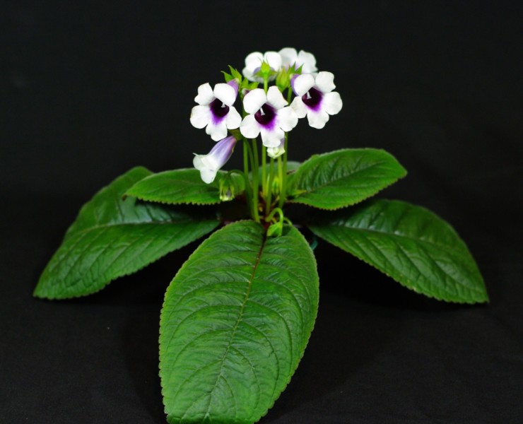 Sinningia | Genera | Gesneriad Reference Web