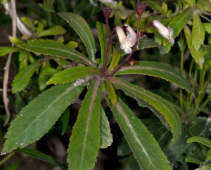 Gesneriad Genera | Gesneriad Reference Web