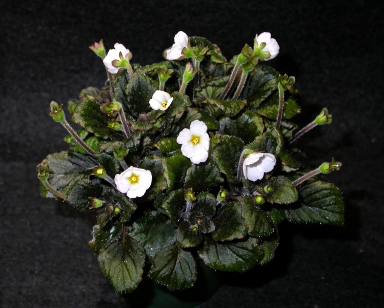 Phinaea pulchella GRE10853 | Gesneriad Reference Web