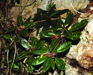 Gesneria | Genera | Gesneriad Reference Web