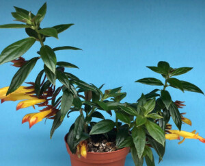 Columnea | Genera | Gesneriad Reference Web