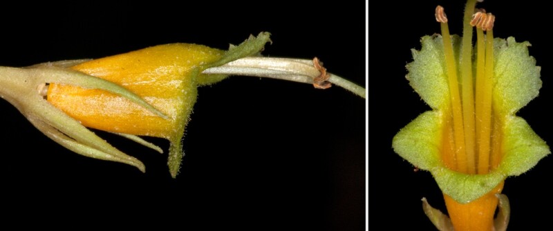 Gesneria flowers | Gesneriad Reference Web