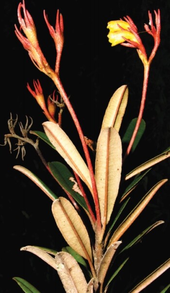 Gesneria flowers | Gesneriad Reference Web