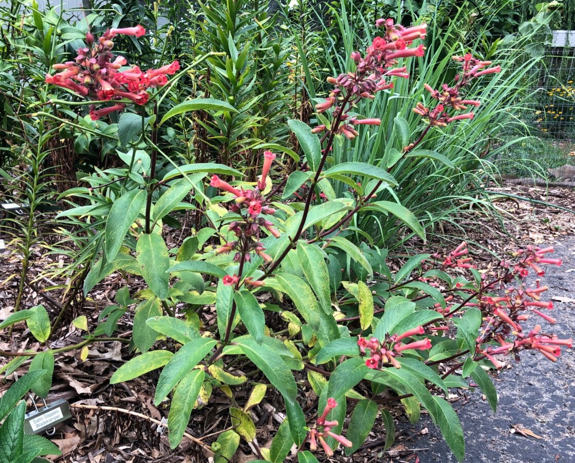 Sinningia | Genera | Gesneriad Reference Web