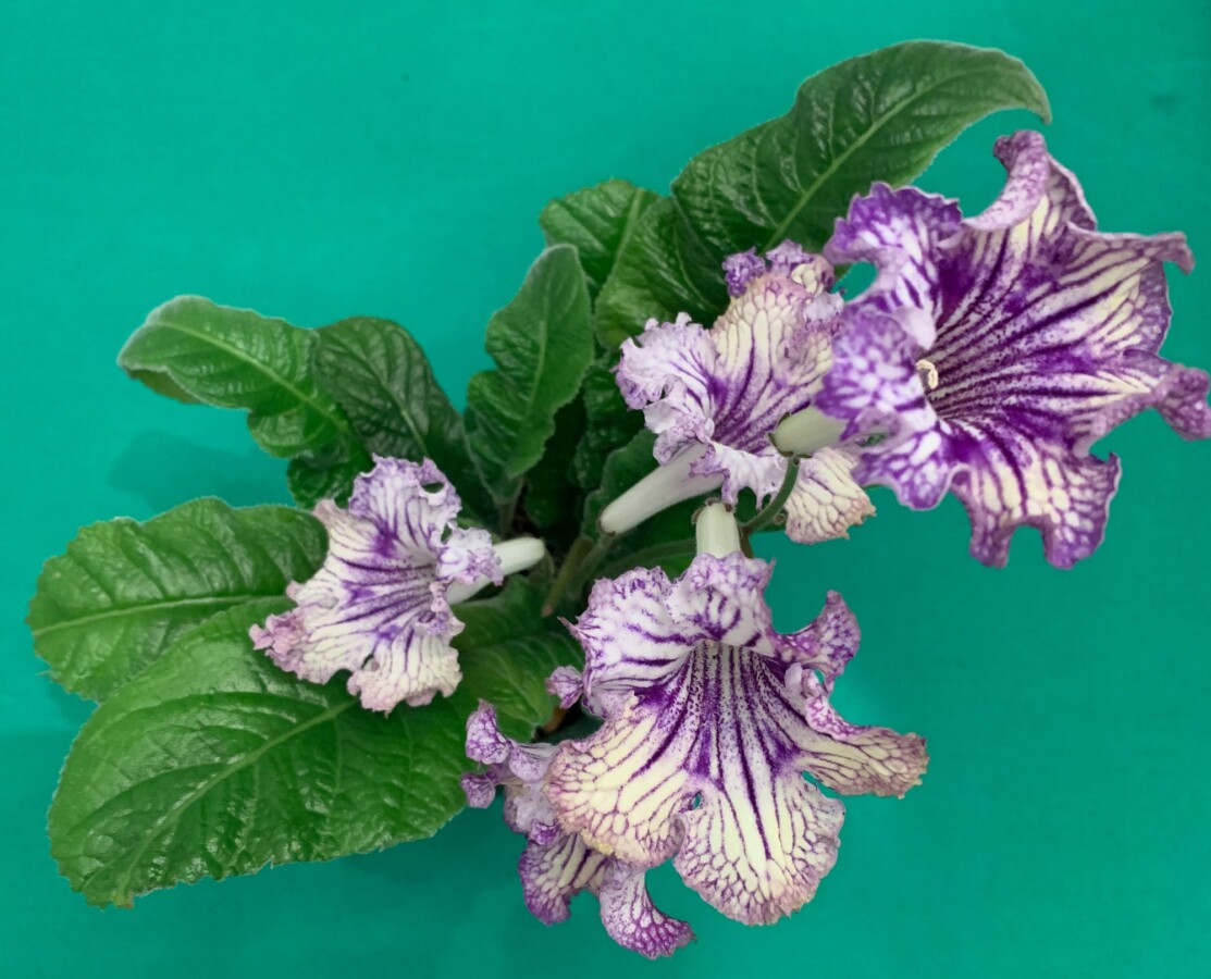Streptocarpus | Genera | Gesneriad Reference Web